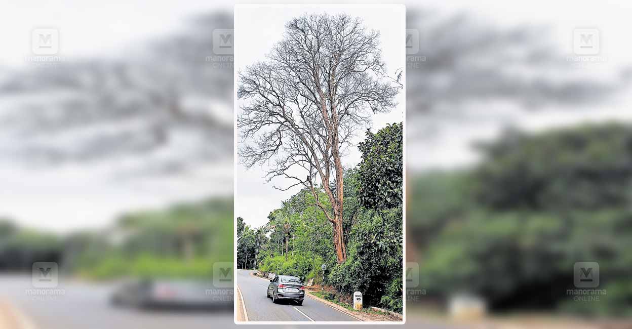 ഉണങ്ങിയാൽ വെട്ടണം, വീട്ടിയായാലും; റോഡരികിലെ ഉണങ്ങിയ വീട്ടിമരം അപകട ...