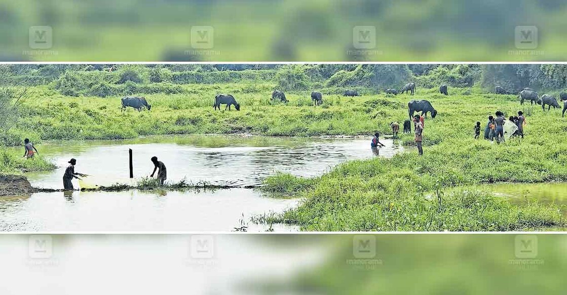 കുളങ്ങളിലും തോടുകളിലും വെള്ളം വറ്റി തുടങ്ങി; മീൻപിടിത്തം സജീവമായി ...