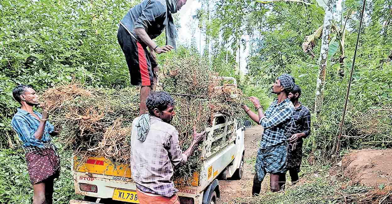 തേൻ ചതിച്ചു; കുറുന്തോട്ടി തുണച്ചു; ഗോത്രജനതയ്ക്ക് വരുമാനമായി ...