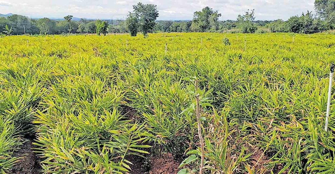 ഇഞ്ചിവില ഇടിയുന്നു; കർഷകർ ആശങ്കയിൽ | ginger prices | ginger price drop ...