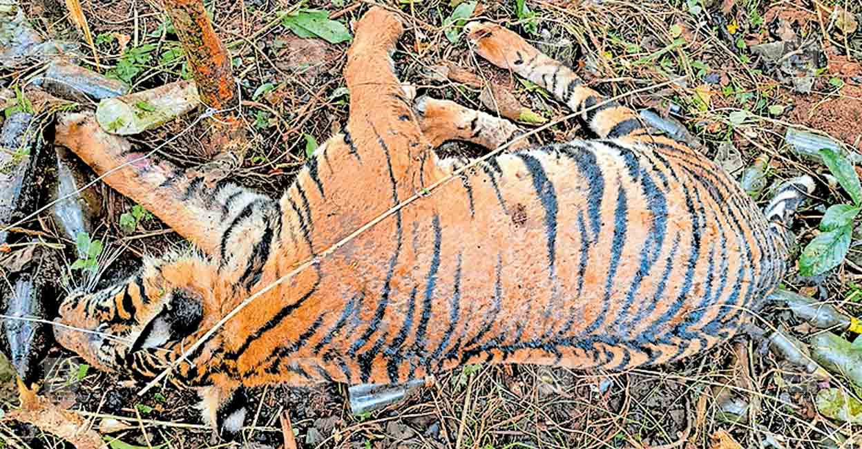 കമ്പിക്കുരുക്കിൽ കുടുങ്ങി കടുവ ചത്തു | tiger death | snare trap ...