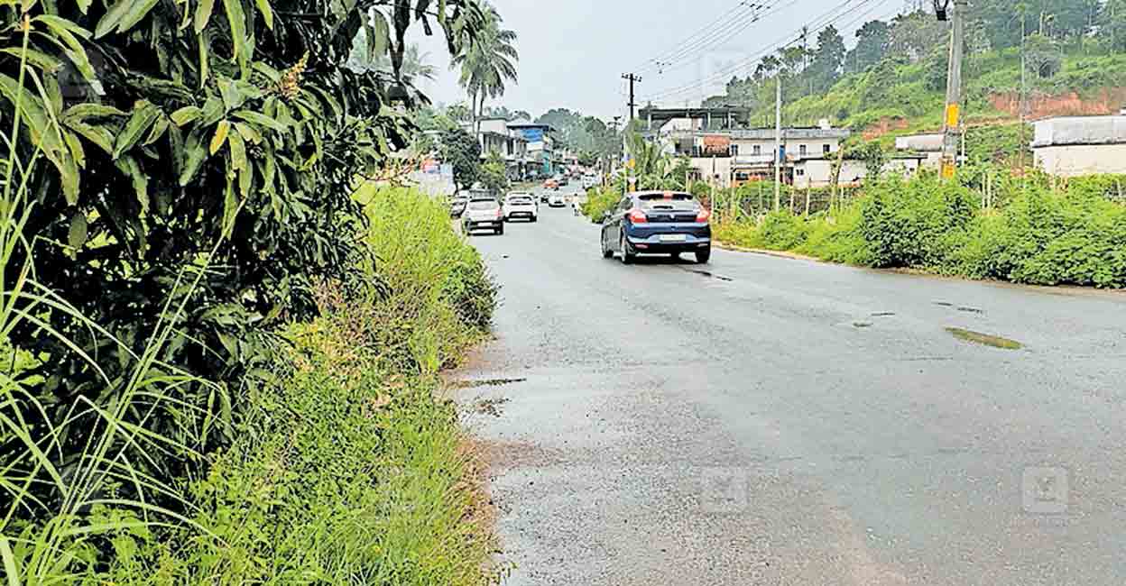 അപകടഭീഷണിയായി കാട്: മാറിയില്ലെങ്കിൽ വണ്ടി തട്ടും; മാറി നിന്നാൽ പാമ്പ് ...