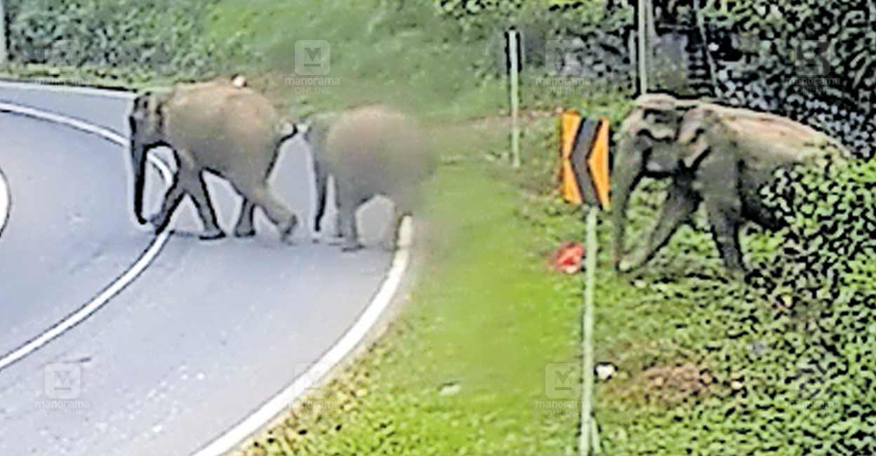 പാടിവയലും നസ്രാണിക്കാടും കാട്ടാന ഭീതിയിൽ | wild elephants | crop ...