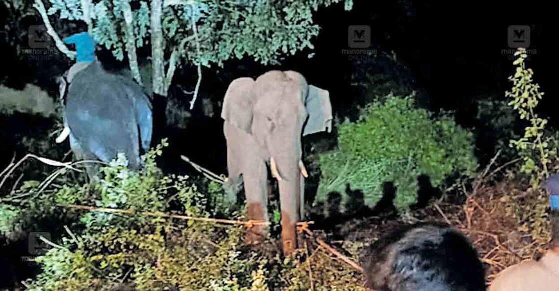 മയക്കുവെടിയേറ്റ് അടങ്ങി ബുള്ളറ്റ് രാജ; കാട്ടാനയെ വനം വകുപ്പ് തളച്ചു ...