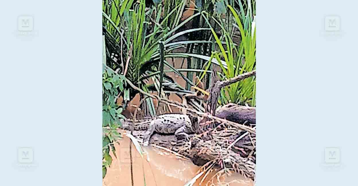 കമ്മാത്തി പുഴയിൽ മുതല; നാട്ടുകാർ ഭീതിയിൽ | Crocodile sighting ...