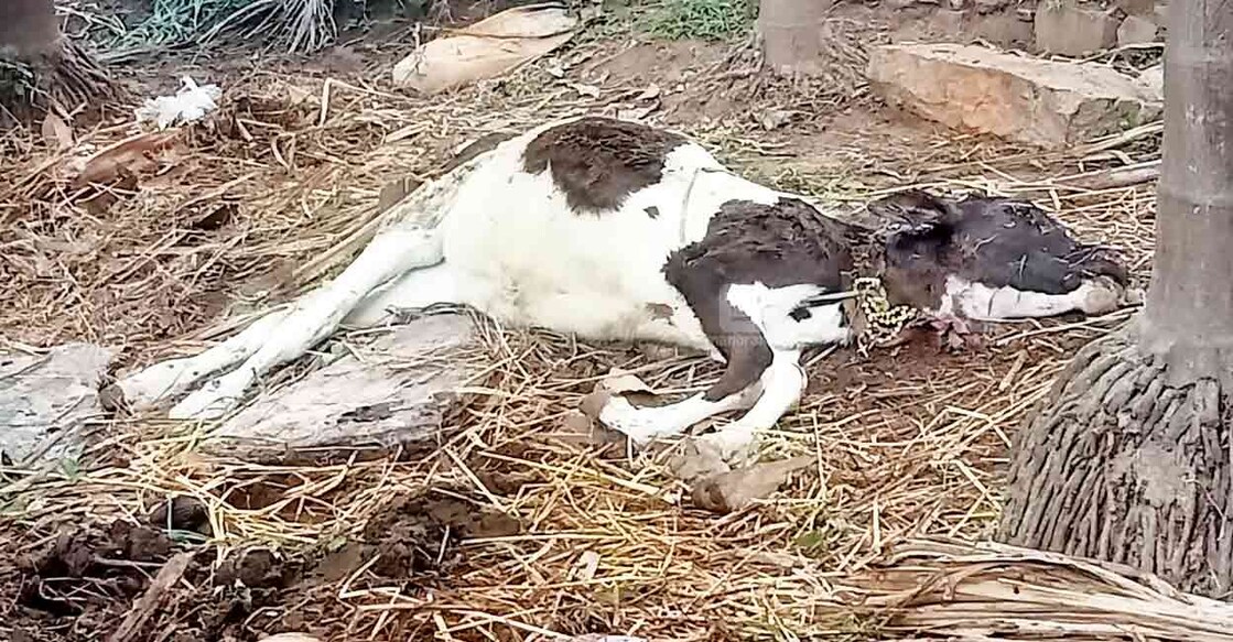 പുൽപ്പള്ളിയിൽ പശുകിടാവിനെ വന്യജീവി ആക്രമിച്ചു; കടുവയെന്ന് വീട്ടുകാർ