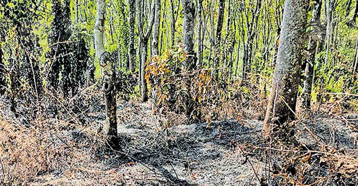 നടവയൽ സിഎം കോളജ് കുന്നിനു സമീപത്തെ റബർ തോട്ടത്തിന് തീപിടിച്ചു