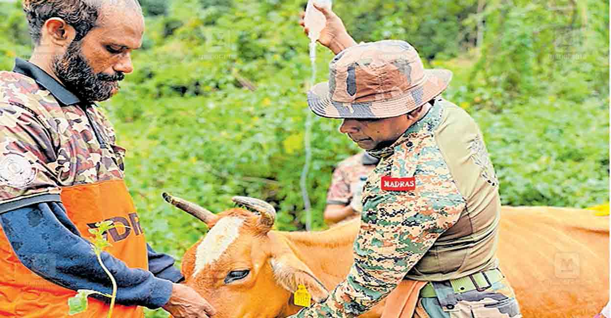 ദുരന്തരാത്രിയിൽ കാട്ടിലകപ്പെട്ട മൂന്നു പശുക്കളെ ഉടമയ്ക്ക് ...