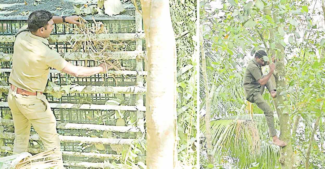 കടുവയറിയുമോ നാട്ടിലെ കൂത്ത് ! ഭയന്നുവിറച്ചു നാട്, പുറത്തിറങ്ങാതെ ...