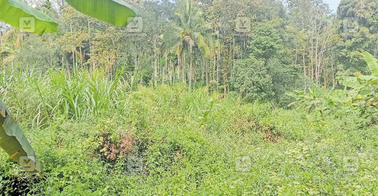 മൃഗങ്ങളെ പേടിച്ച് കൃഷി നിർത്തി; ഇപ്പോൾ കൃഷിയിടം കാടായി | Pulpalli ...