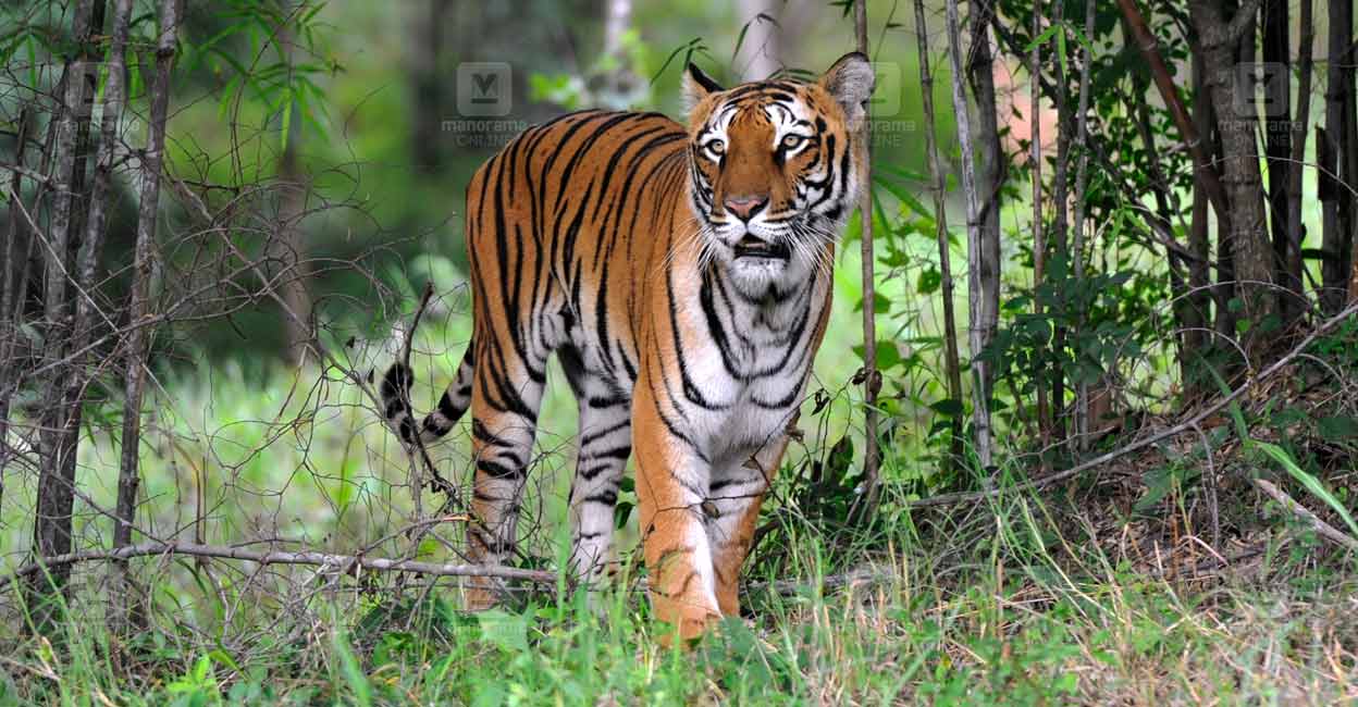 വന്യമൃഗങ്ങൾ വയനാടൻ കാടുകളിലേക്ക്; ഇണചേരൽ സമയമായതിനാൽ കടുവകൾ തമ്മിൽ സംഘ ...