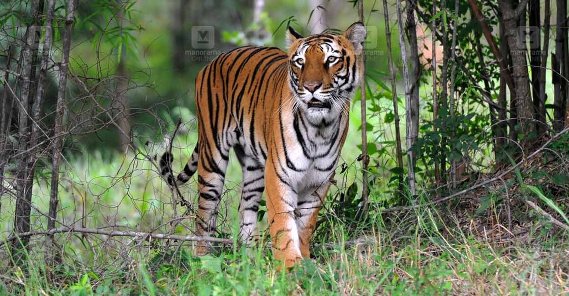 വന്യമൃഗങ്ങൾ വയനാടൻ കാടുകളിലേക്ക്; ഇണചേരൽ സമയമായതിനാൽ കടുവകൾ തമ്മിൽ സംഘ ...