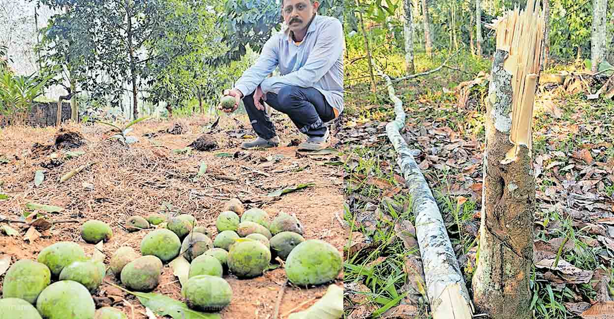 കാട്ടാനകളുടെ വിളയാട്ടം; റബർമരവും മാവും പ്ലാവും വ്യാപകമായി നശിപ്പിച്ചു ...