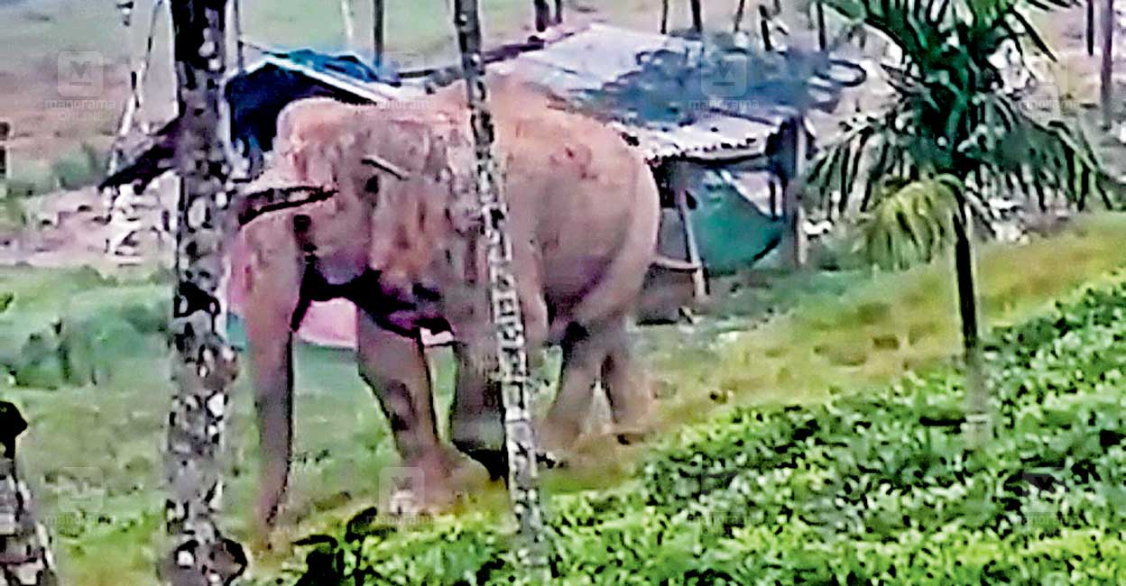 കാട്ടാന ഇറങ്ങി കൃഷി നശിപ്പിച്ചു | Wild Elephant | Gudalur Elephant ...