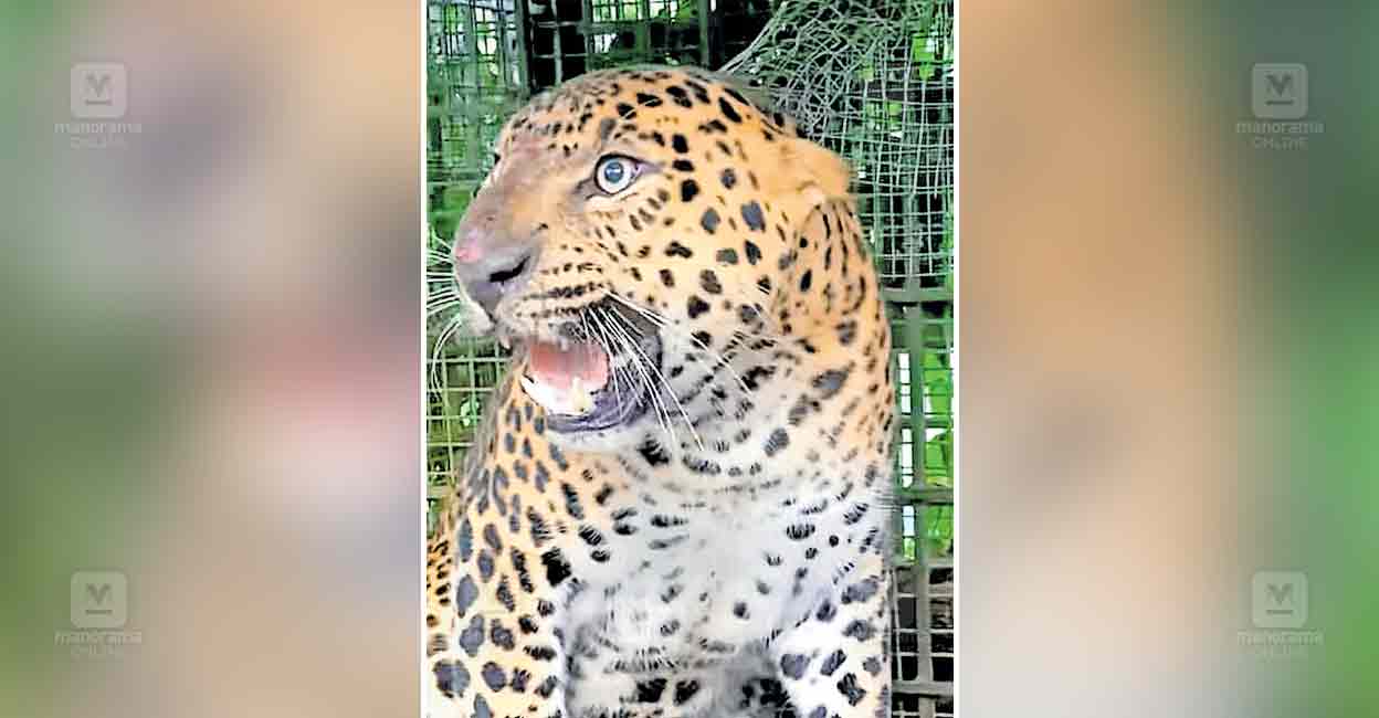 കൂട്ടിലായ ചീരാൽ പുലിയെ കാട്ടിൽ തുറന്നു വിട്ടു | Wayanad Leopard ...