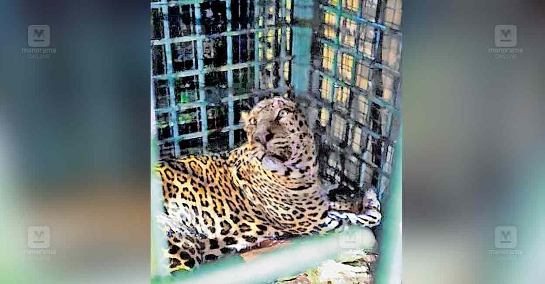 വാളത്തൂരിനെയും പരിസരങ്ങളെയും വിറപ്പിച്ച പുലി ഒടുവിൽ കുടുങ്ങി | Leopard ...