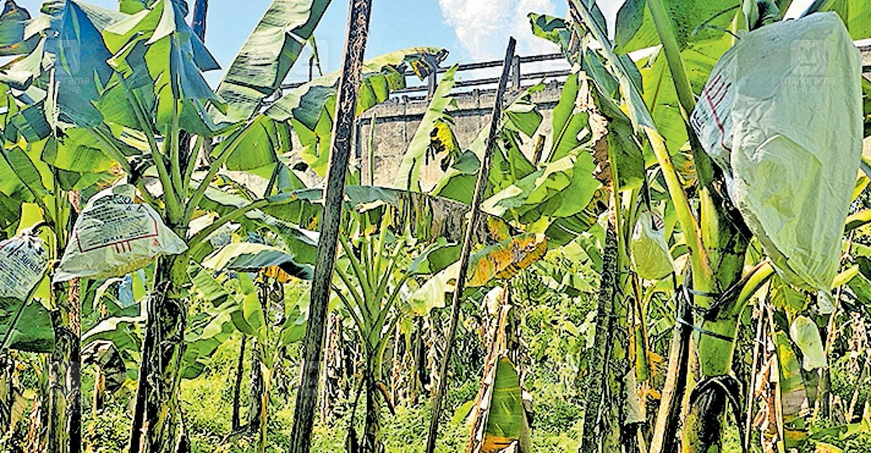 കുരങ്ങുശല്യം: മുട്ടു‘മടക്കിമല’; കുരങ്ങുകളെ കൂടു വച്ച് പിടികൂടണമെന്ന് ക ...