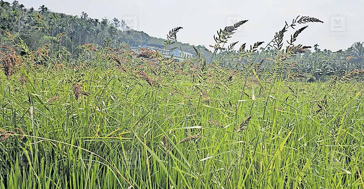 കള മൂടി; കൃഷി ഉപേക്ഷിക്കാൻ പനമരത്തെ നെൽക്കർഷകർ | Paddy Field Weeds ...