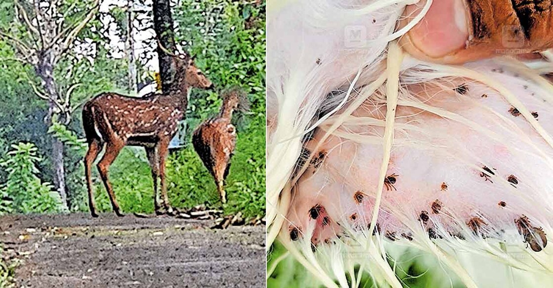 മാനുകൾ കൃഷികളയും; ചെള്ളും പരത്തും | Tick infestation | Wildlife ...