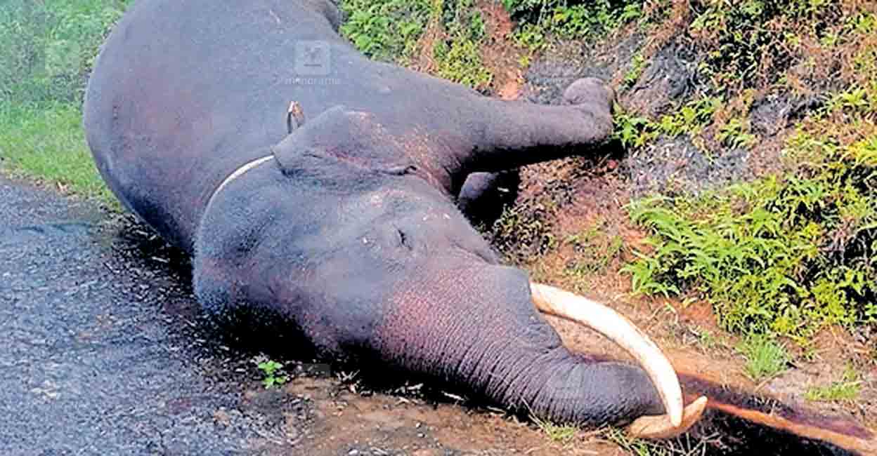 ഓവാലി പഞ്ചായത്തിൽ 12 പേരെ കൊലപ്പെടുത്തിയ കാട്ടാന ചരിഞ്ഞു ...