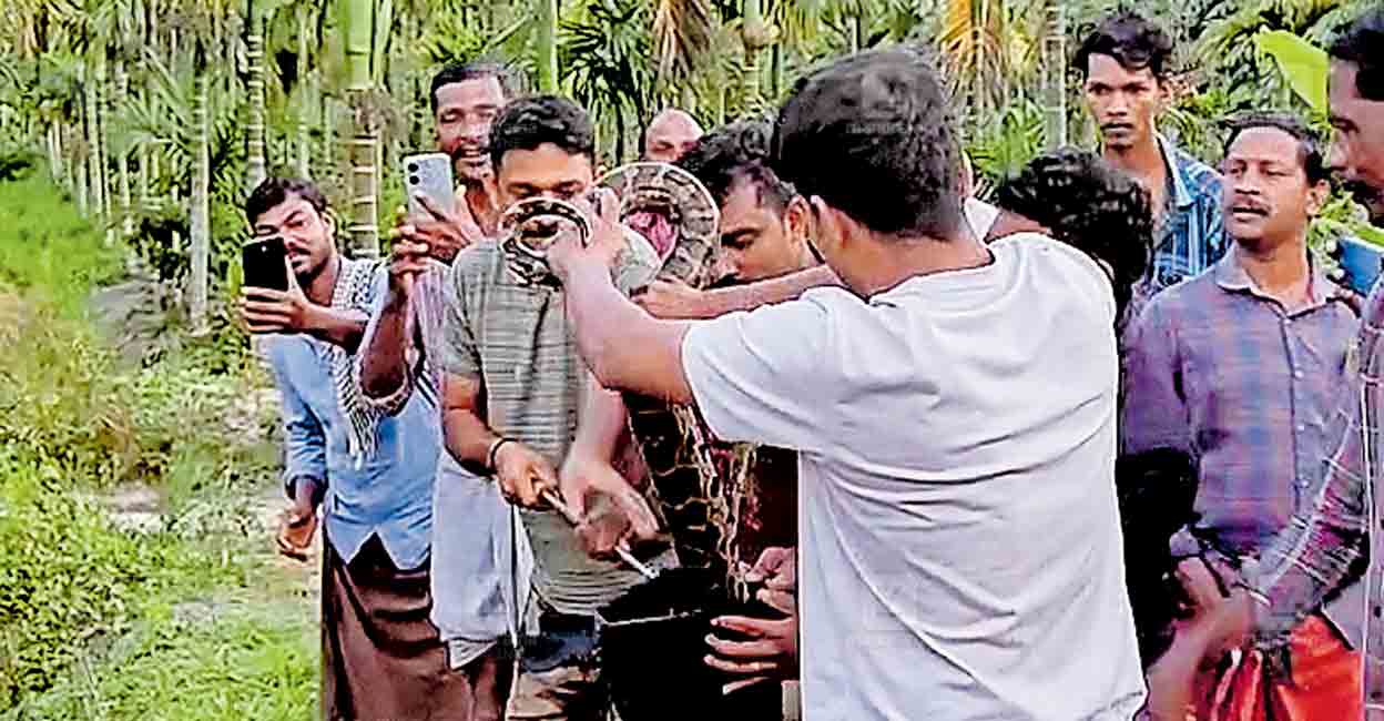 കുളത്തിൽനിന്ന് പെരുമ്പാമ്പിനെ പിടികൂടി | Perumbamb snake rescue | Snake ...