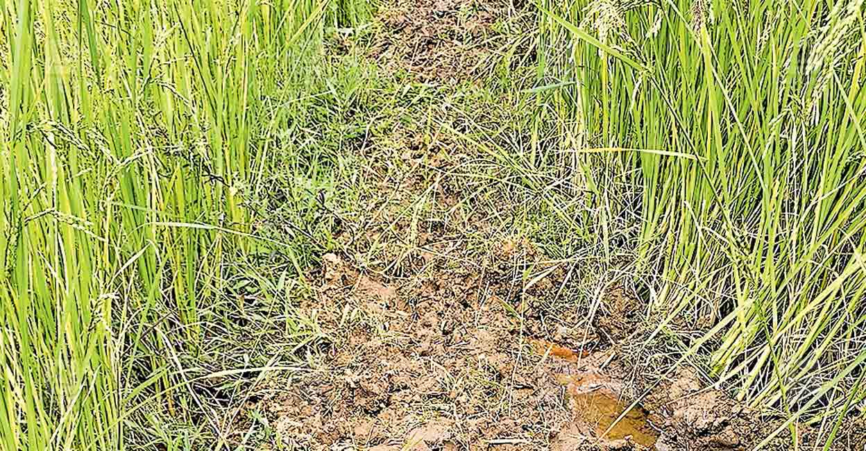 നെൽക്കൃഷി നശിപ്പിക്കാൻ കാട്ടുപന്നികളും; പൊറുതികെട്ട് കർഷകർ | Wild boars ...