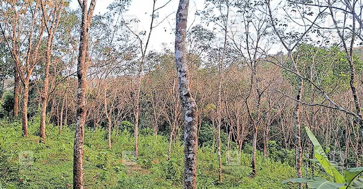 കാലാവസ്ഥാ വ്യതിയാനം, കർഷകർ ആശങ്കയിൽ; ഇഞ്ചിക്കും കുരുമുളകിനും രോഗബാധ ...