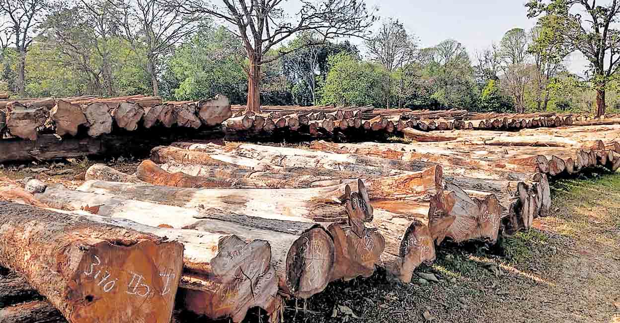 ആവശ്യക്കാരേ വരൂ, കുപ്പാടിയിൽ തേക്കുമരങ്ങൾ റെഡിയാണ് | Kuppady | teak wood | teak timber auction ...