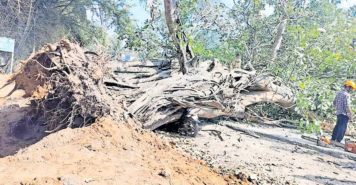 പൈപ്പിടാൻ ചാലുകീറി; ആൽമരം കടപുഴകി വീണ് ഗതാഗത തടസ്സം | Bathery | banyan ...