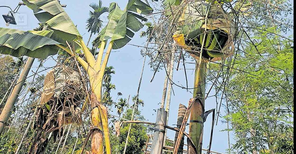 കുരങ്ങേ, അണ്ണാനേ നീ തീർന്നെടാ...; വാഴക്കുല സംരക്ഷിക്കാൻ മുൾവേലിയുമായി ക ...