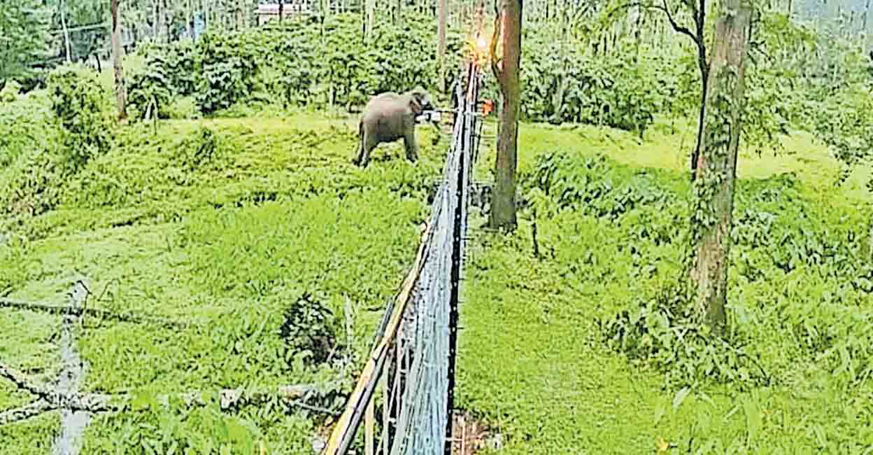 വന്യമൃഗ പ്രതിരോധത്തിന് നിർമിതബുദ്ധി; പുൽപള്ളിയിൽ 10 കിലോമീറ്ററിൽ പദ്ധതി ...