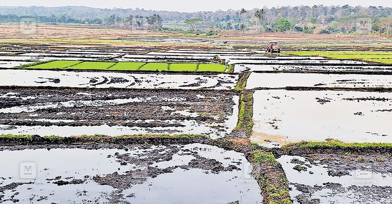 പുഞ്ചക്കൃഷിക്കൊരുങ്ങി അതിർത്തിയിലെ പാടങ്ങൾ | Puncha cultivation | paddy ...