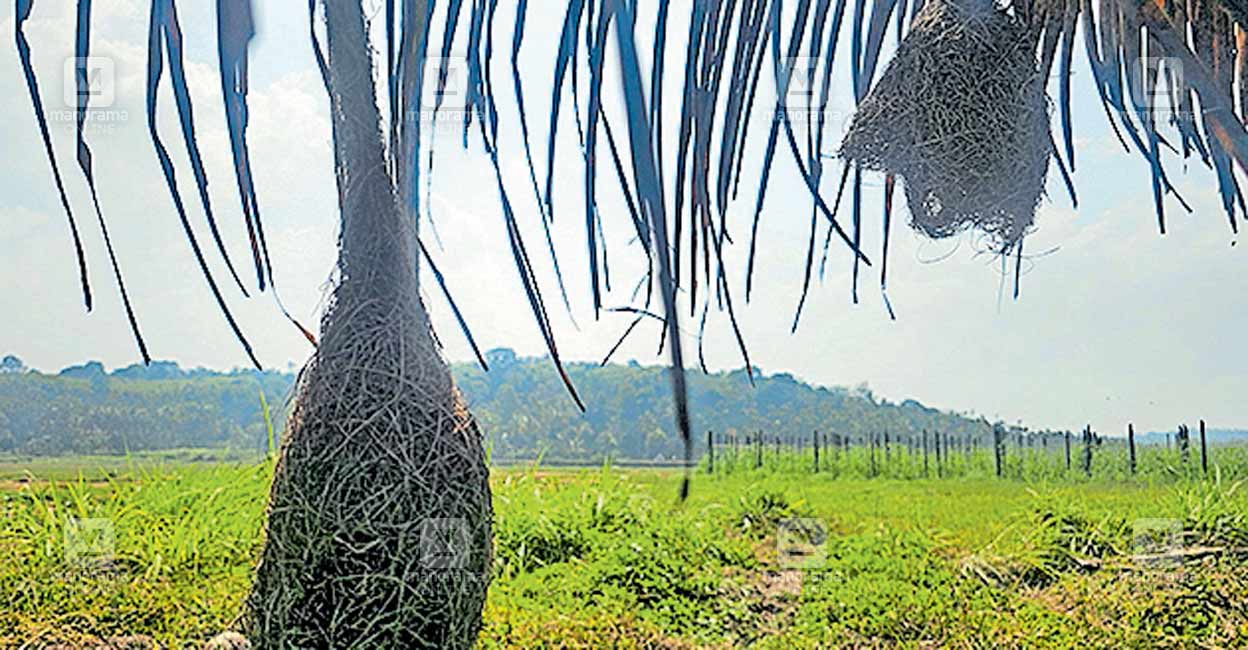 കൊയ്ത്തു കഴിഞ്ഞു; ‘വീട്’ മാറാനൊരുങ്ങി തൂക്കണാം കുരുവികൾ | weaver bir ...