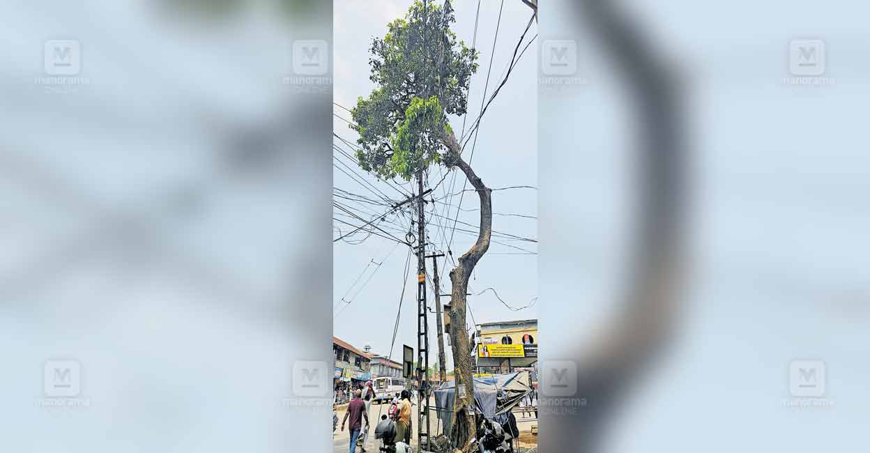 ഉണങ്ങിയ മാവ് അപകട ഭീഷണി; മുറിച്ചു നീക്കണമെന്ന ആവശ്യം ശക്തം | Panamaram | mango tree | decaying ...