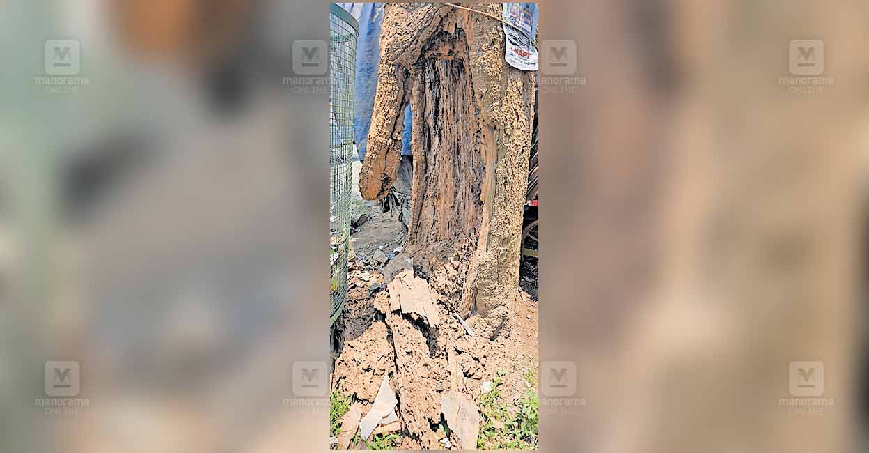 ഉണങ്ങിയ മാവ് അപകട ഭീഷണി; മുറിച്ചു നീക്കണമെന്ന ആവശ്യം ശക്തം | Panamaram | mango tree | decaying ...