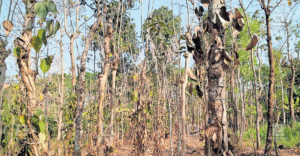കത്തുന്ന പകൽച്ചൂടിൽ വിളകൾ വാടിക്കരിയുന്നു | Pulpally | Kabanigiri ...