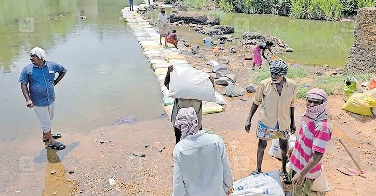 പുഴകളിൽ വെള്ളം കുറഞ്ഞു; താൽക്കാലിക തടയണ നിർമാണം തുടങ്ങി | summer | heat ...