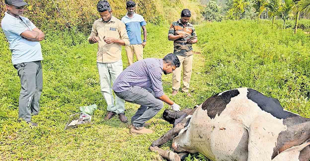 പനവല്ലി വീണ്ടും കടുവ ഭീതിയിൽ; മേയാൻ വിട്ട പശുവിനെ കൊന്നു | Panavally ...