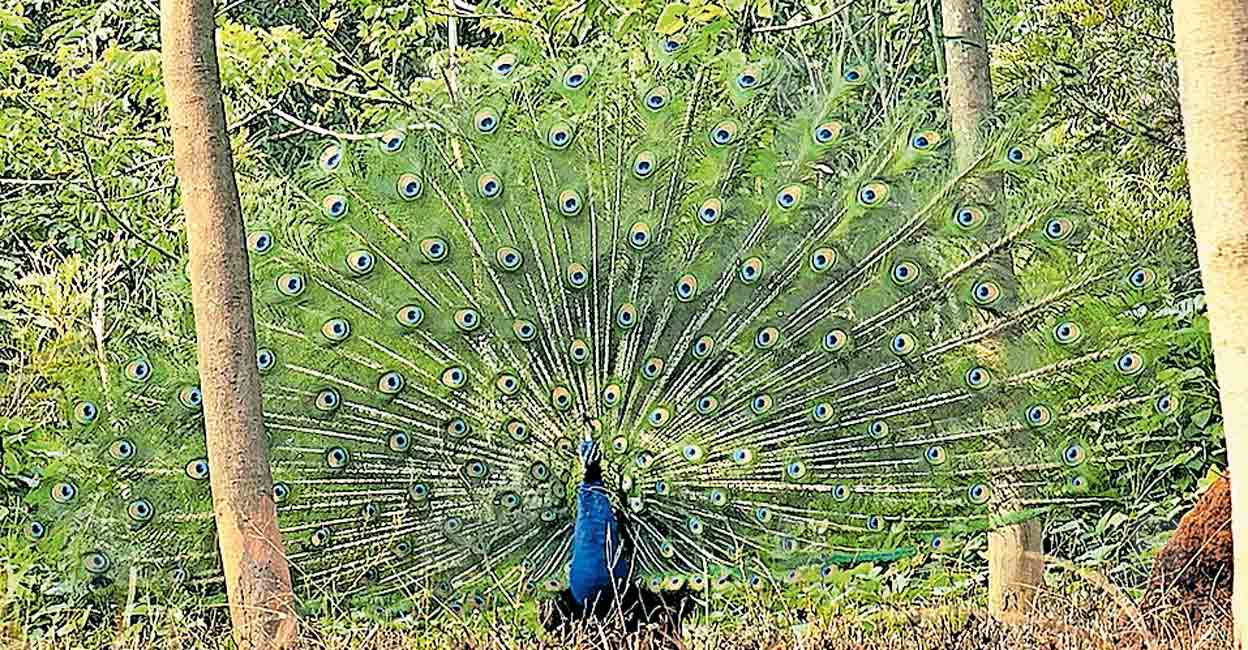 മയിലുകൾ പെരുകുന്നു; കാണാൻ ഭംഗി, പക്ഷേ കൃഷിക്കു ഭീഷണി | Panamaram ...