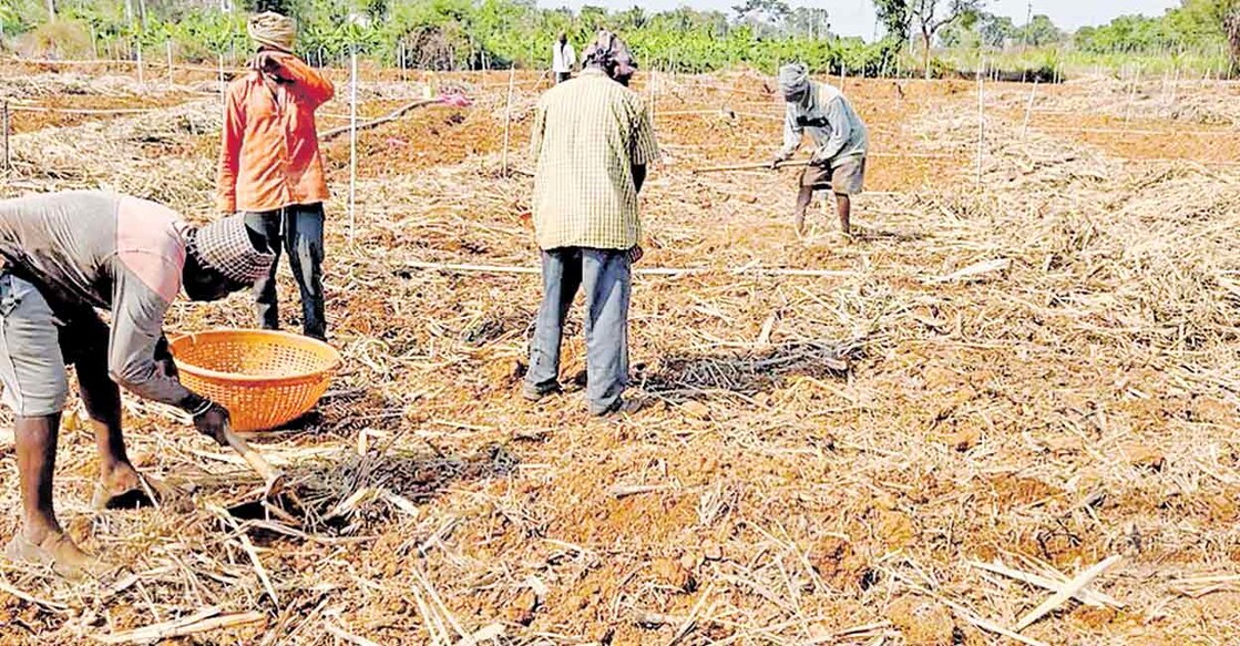 ഇഞ്ചിക്കു വിലയില്ല, നടീൽ ചെലവും കൂടി; എങ്കിലും തളരാതെ കർഷകർ | ginger ...