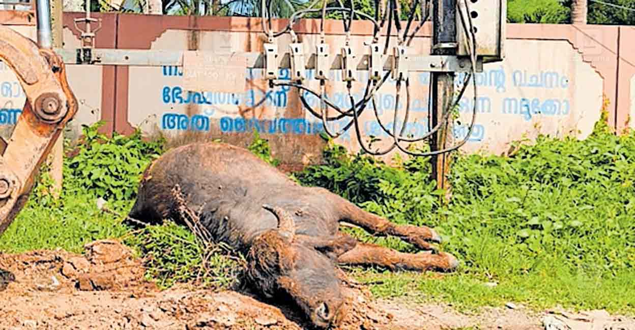 ട്രാൻസ്ഫോമറിൽ നിന്ന് ഷോക്കേറ്റ് പോത്ത് ചത്തു | Bull electrocution ...
