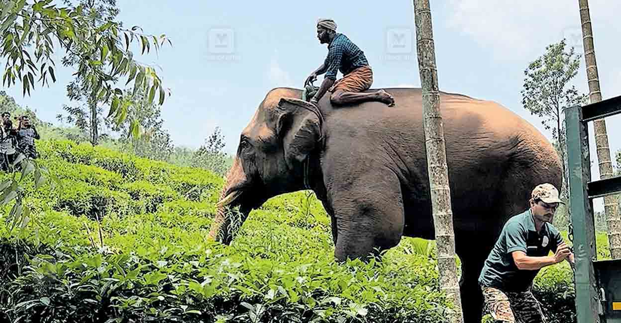 അറുമുഖനെ കാട്ടാന കൊലപ്പെടുത്തിയ സംഭവം: ആനയെ തുരത്താൻ കുങ്കികൾ എത്തി ...