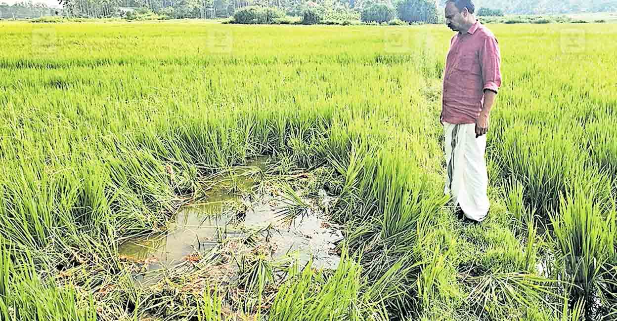 പരക്കുനി പാടശേഖരത്തിലെ നെൽക്കൃഷി നശിപ്പിച്ച് കാട്ടാനകൾ | Kerala | elephants | paddy fields ...