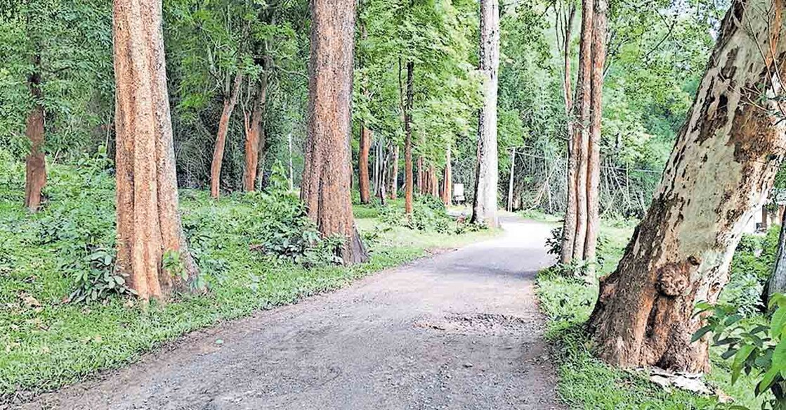 ചേകാടി വനപാതയിലെ മരങ്ങൾ മുറിച്ചുമാറ്റാൻ നടപടിയായില്ല; തുക തികയാത്തത് ...