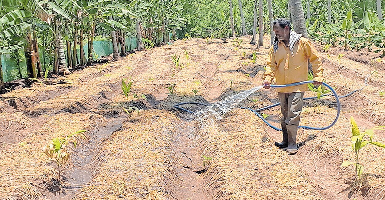 തുടർമഴയില്ല, നട്ടതെല്ലാം മണ്ണിൽ വെന്തുരുകുന്നു; പുൽപള്ളി, മുള്ളൻകൊല്ലി ...