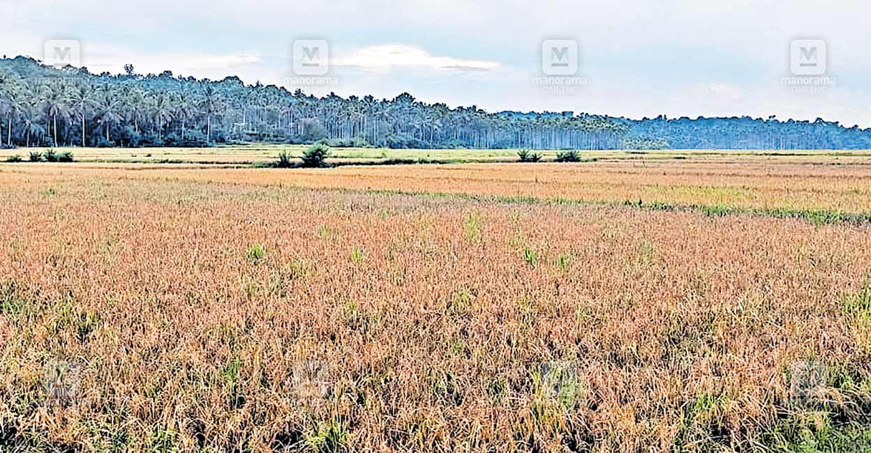 തൊഴിലാളികളില്ല; കൃഷിപ്പണി അവതാളത്തിൽ: തൊഴിലുറപ്പ് ജോലികൾ ആരംഭിച്ചതും ...