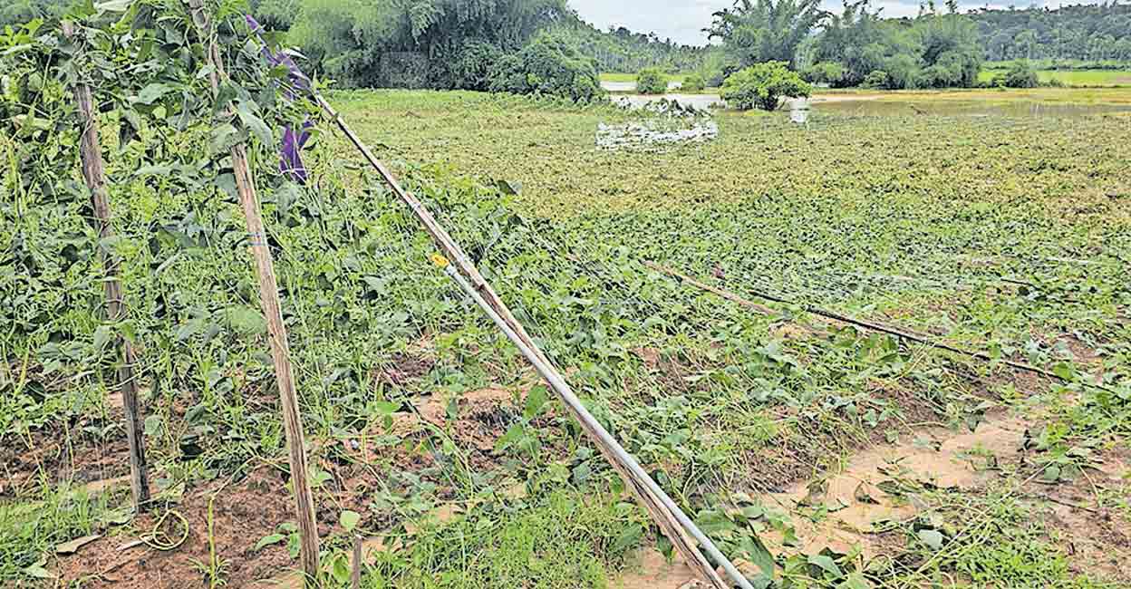 ഓണ വിപണി ലക്ഷ്യമിട്ട് കൃഷിയിറക്കിയ ലക്ഷങ്ങളുടെ പച്ചക്കറി മഴയിൽ നശിച്ചു ...
