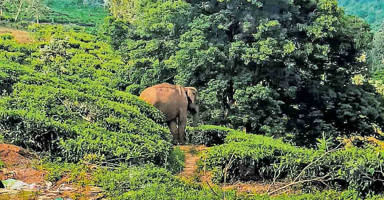 കാട്ടാനശല്യത്താൽ ഗതികെട്ട് ചിറക്കര | Mananthavady | Chirakkara | wild elephant | Kerala | forest ...