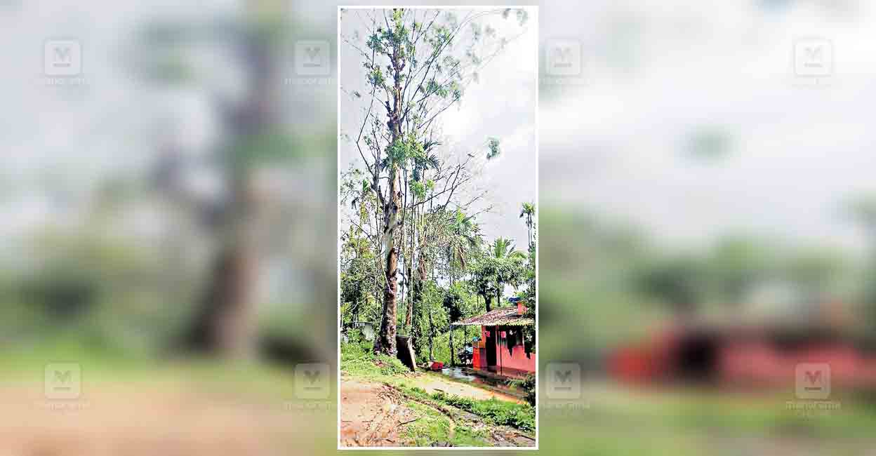 മരം വീണു 2 മരണം; ഗൂഡല്ലൂരിൽ ഉണങ്ങിയ മരങ്ങൾ മുറിക്കാൻ അനുമതിയില്ല ...