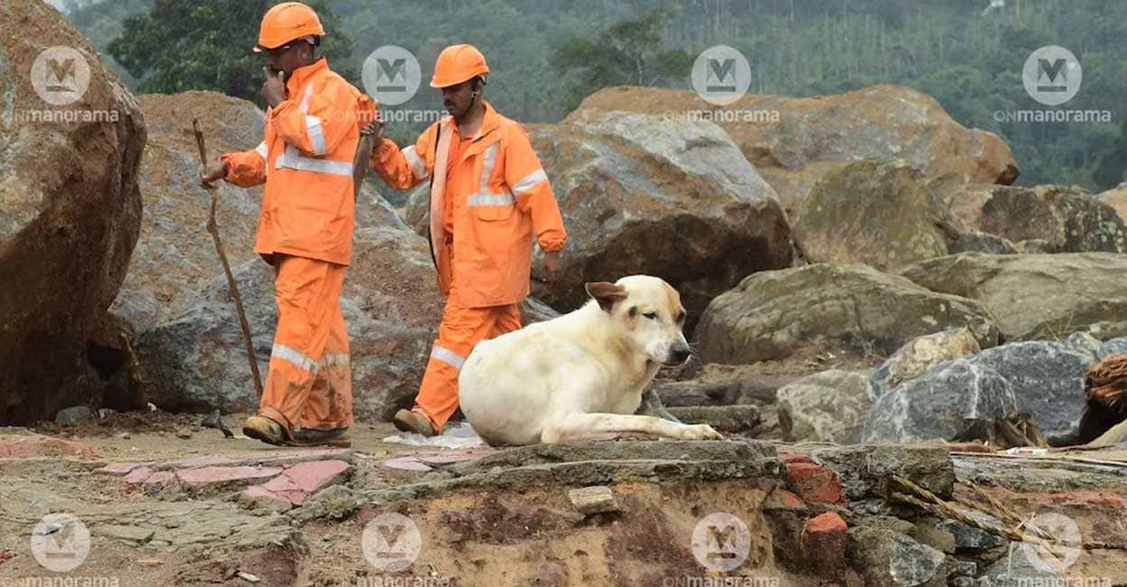 മുണ്ടക്കൈ– ചൂരൽമല ഉരുൾദുരന്തത്തിൽ ഒറ്റപ്പെട്ടുപോയ നായ്ക്കളെ ...
